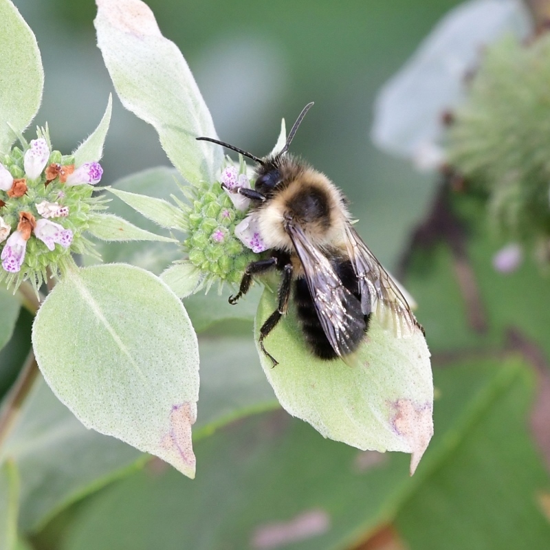 Common Eastern Bumble Bee in November 2023 by roamingthewoods · iNaturalist
