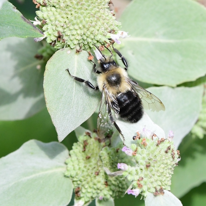 Common Eastern Bumble Bee in November 2023 by roamingthewoods · iNaturalist