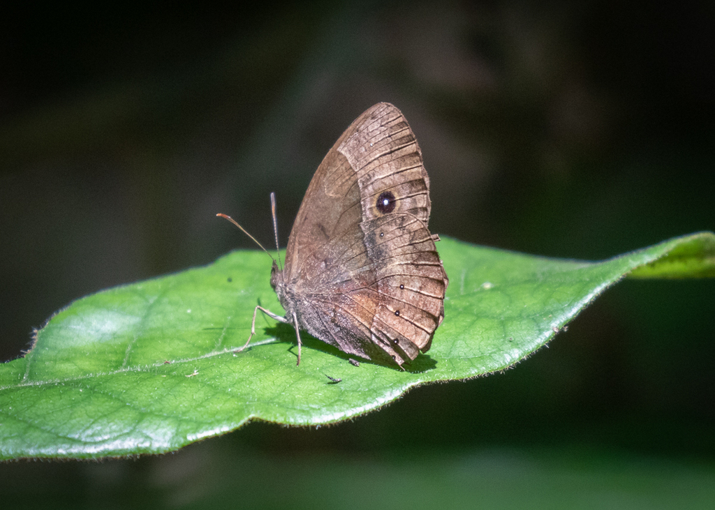 Common Bush Brown from Stormsrivier, Eastern Cape, South Africa on ...