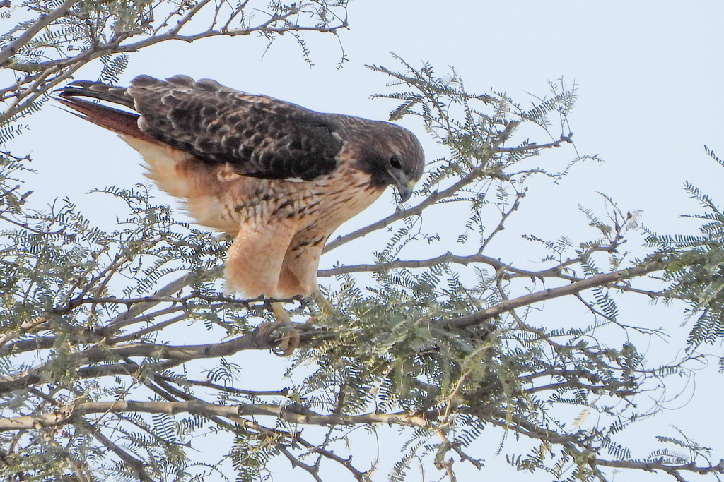 Red-tailed Hawk from Gómez Palacio, Dgo., México on November 5, 2023 at ...