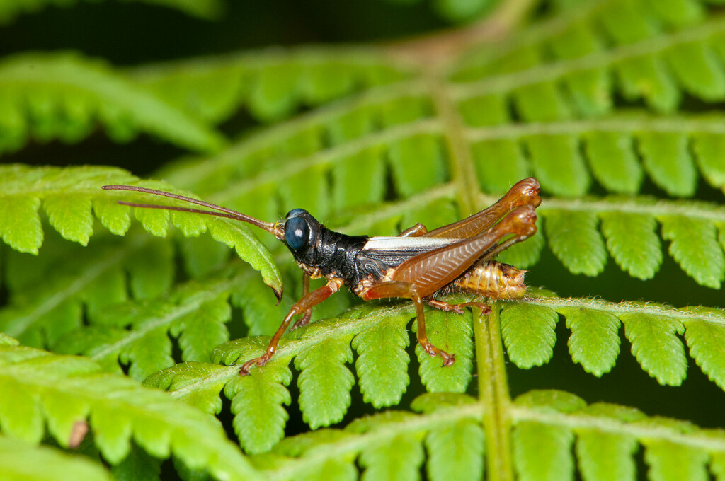 Pseudanniceris amazonicus from Quijos, Ecuador on October 22, 2023 at ...