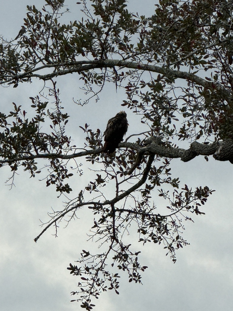 Red-tailed Hawk from Cape Fear National, Leland, NC, US on October 7 ...