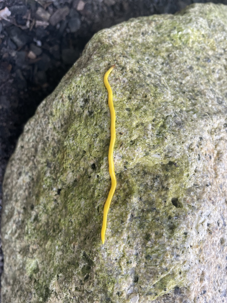 Canary Worm from Foley Rd, Yanakie, VIC, AU on November 7, 2023 at 09: ...