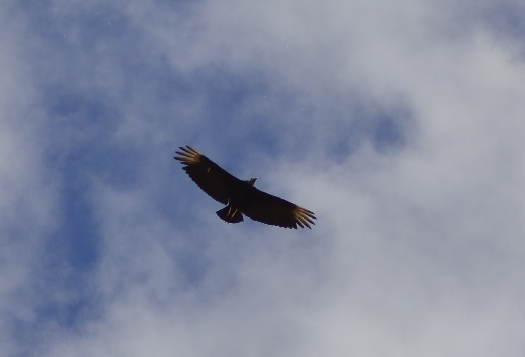 Black Vulture from El Cuy, Río Negro, Argentina on November 3, 2023 at ...