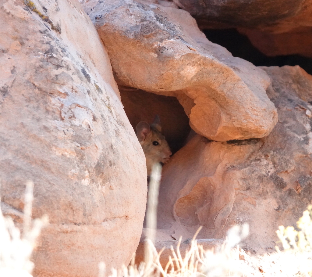 Desert Woodrat from Canyonlands National Park, San Juan County, US-UT ...