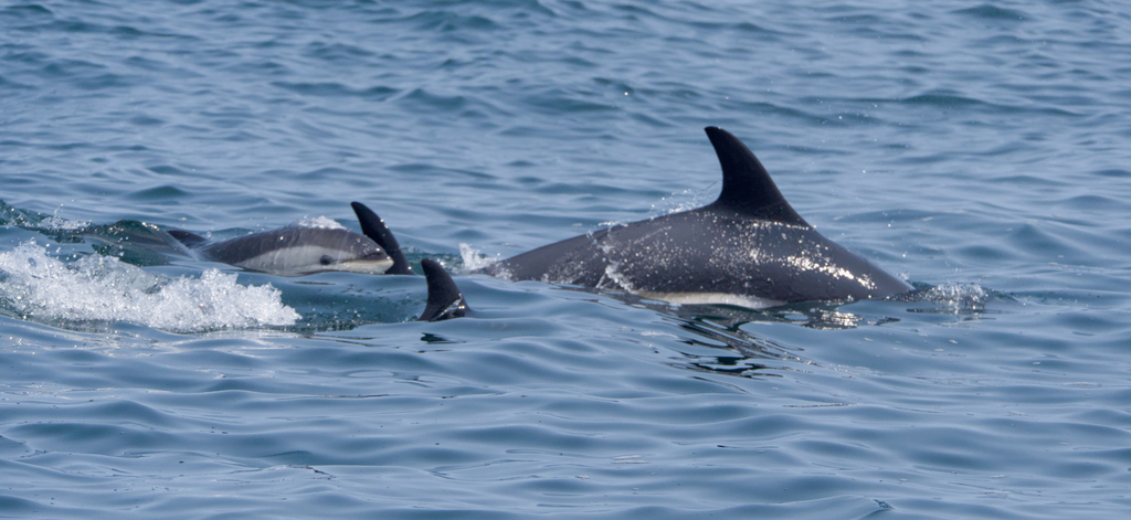 Atlantic White-sided Dolphin from Digby, NS, Canada on September 2 ...
