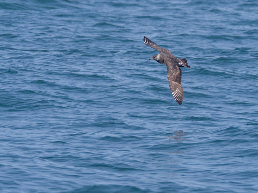 Pomarine Jaeger on September 2, 2023 at 01:28 PM by Kent Ross · iNaturalist