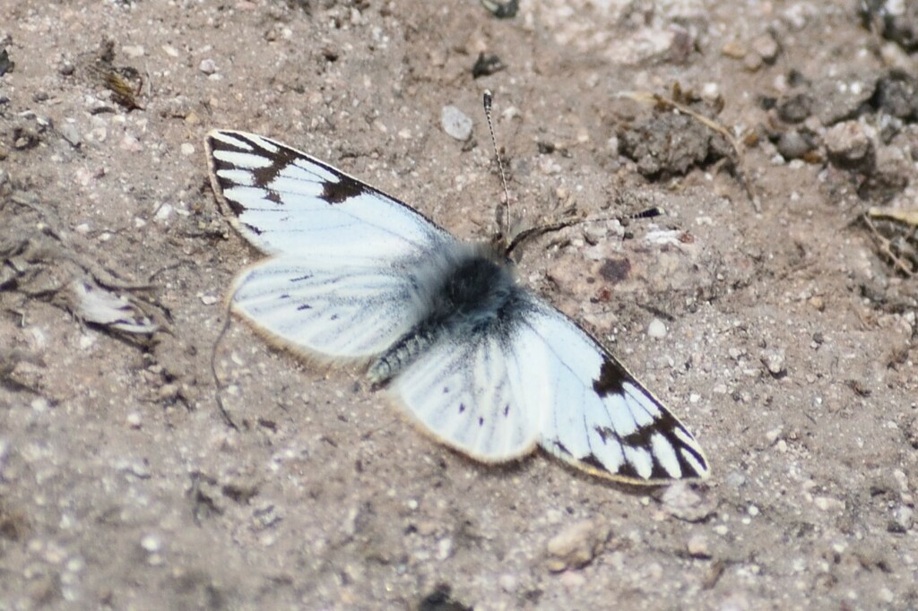 Phulia nymphula from Huarochirí, Perú on November 1, 2023 at 01:12 PM ...