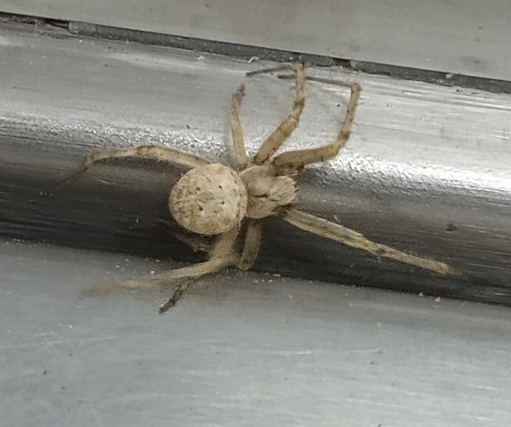 Brown Sailor Spider from Newberry, SC 29108, USA on November 6, 2023 at ...