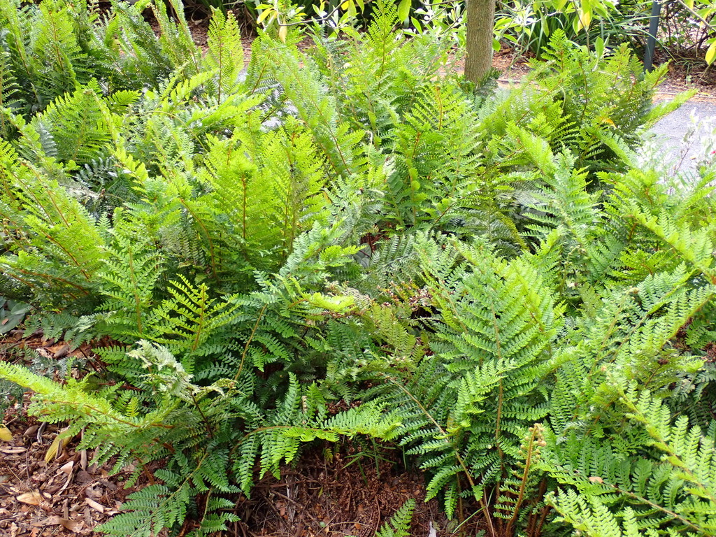 mother shield-fern from Dunedin North, Dunedin, New Zealand on November ...