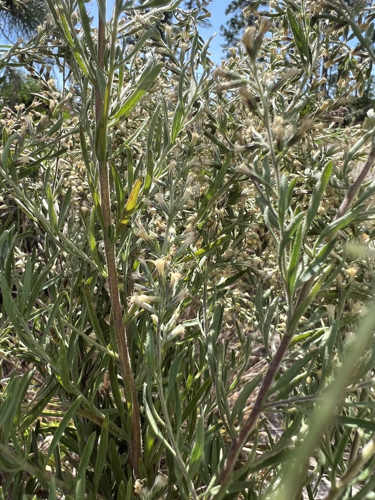 Coastal Dog Fennel from Grassy Point Rd, Navarre, FL, US on October 28 ...