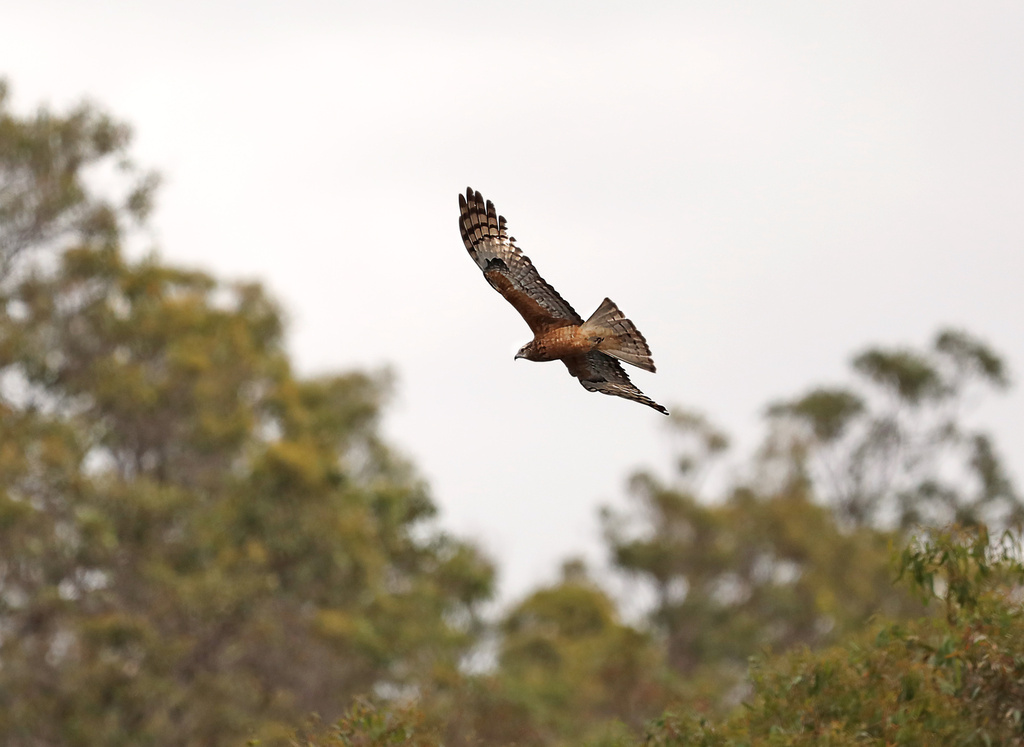 Square-tailed Kite from East Ward, Dingup, WA, AU on November 7, 2023 ...
