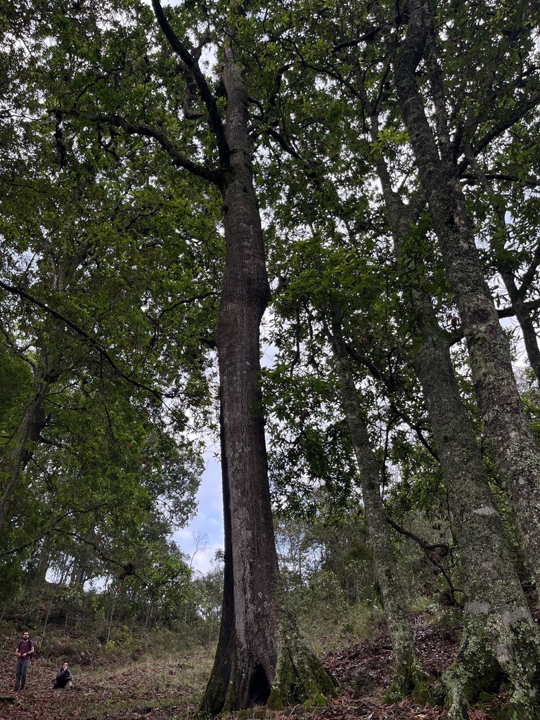 Andean oak in November 2023 by Nicolás Baresch Uribe · iNaturalist