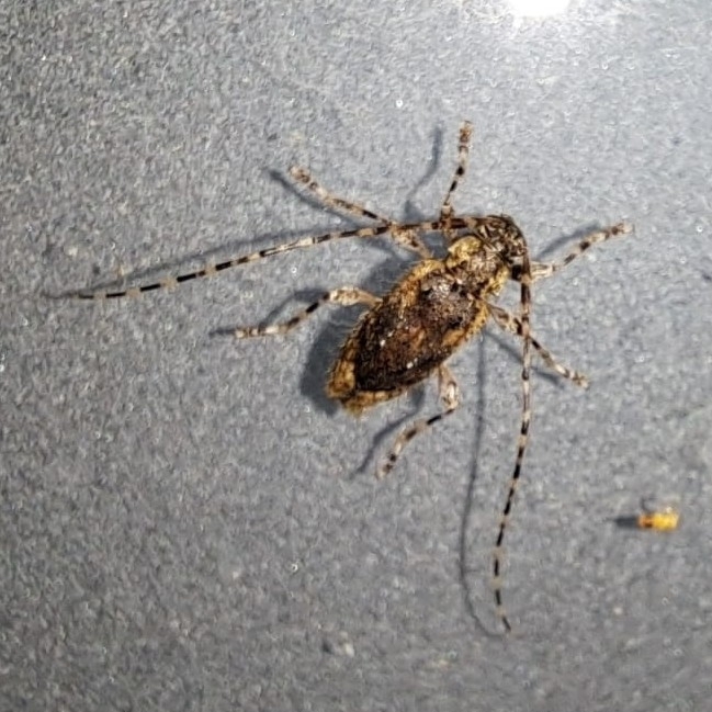 Eutrichillus comus in November 2023 by Ricardo Betancourt Sánchez ...