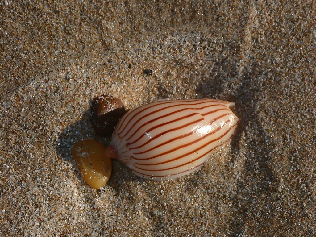 Zebra Volute from Barcoongere NSW 2460, Australia on November 7, 2023 ...