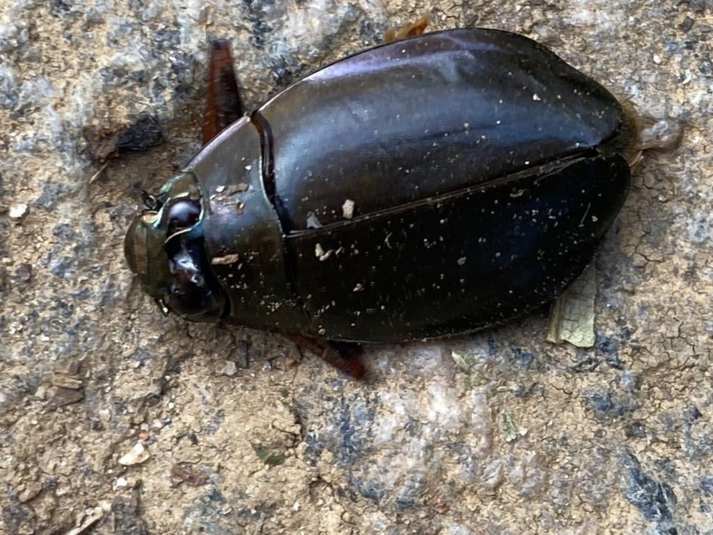 Ground and Water Beetles from Madagascar, Toamasina, MG on October 23 ...