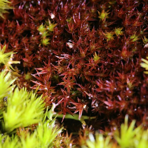 Andreaea australis · iNaturalist