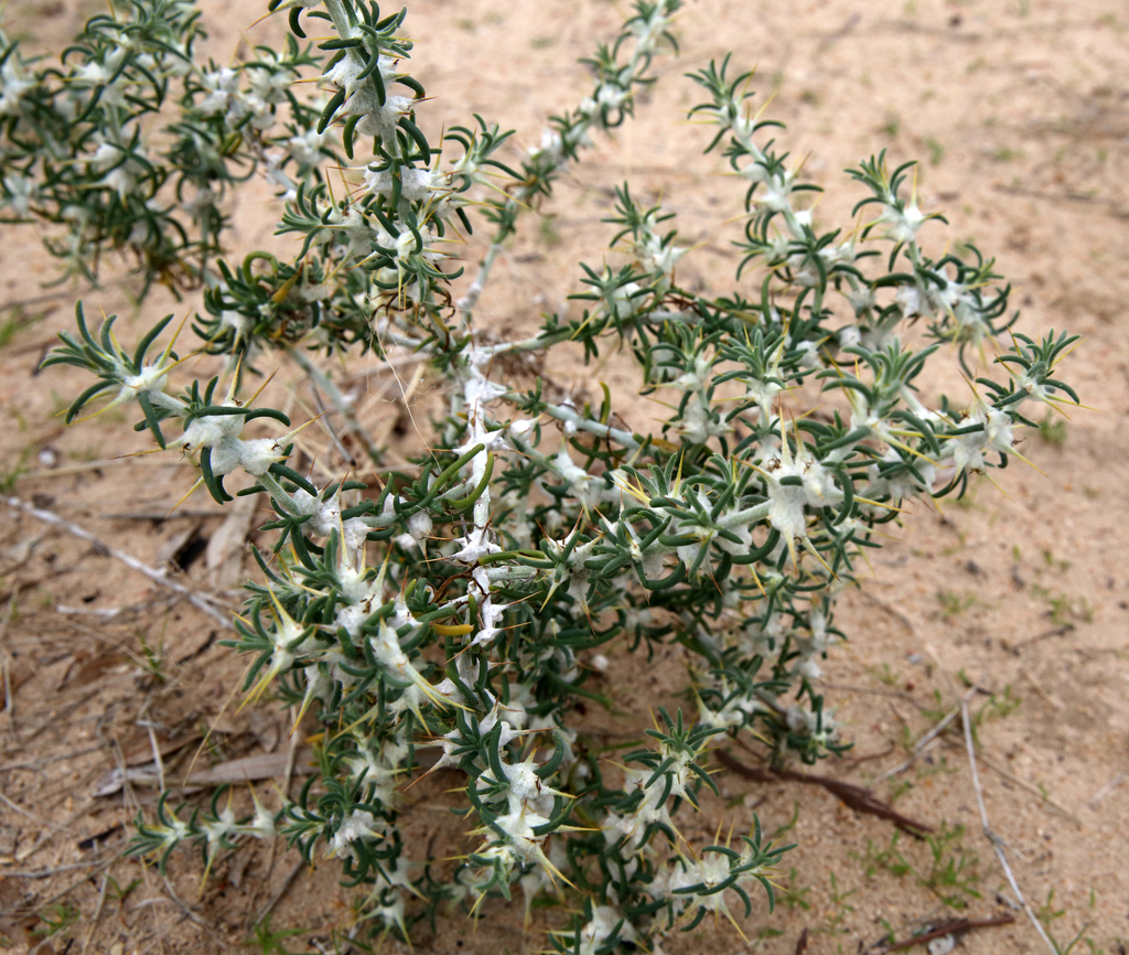 goathead burr from Durham QLD 4492, Australia on July 16, 2023 at 03:53 ...