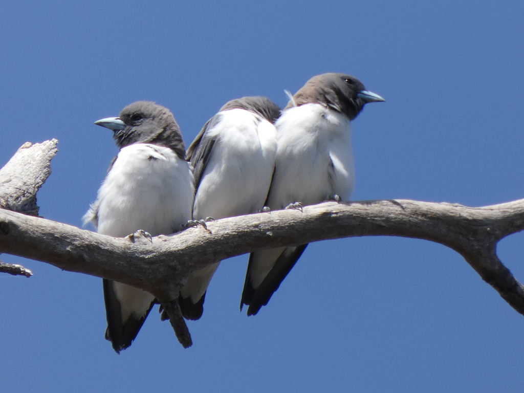 White-breasted Woodswallow from Neereman VIC 3463, Australia on ...