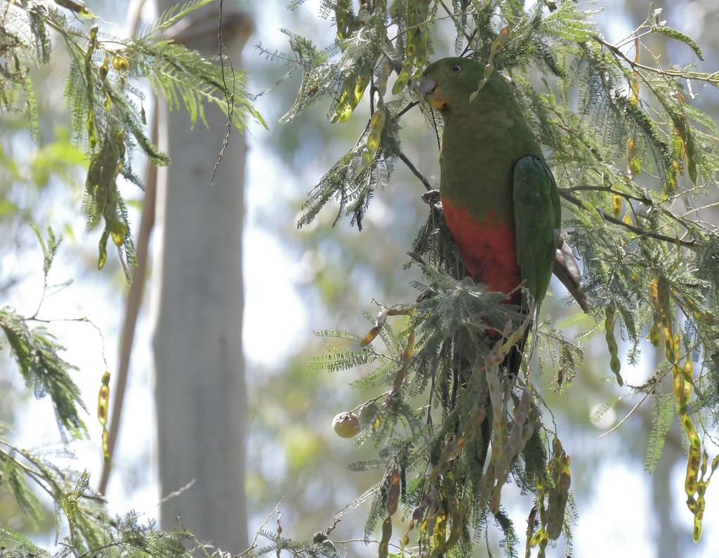 Australian King-Parrot from Birdsland Reserve, Belgrave Heights, VIC ...
