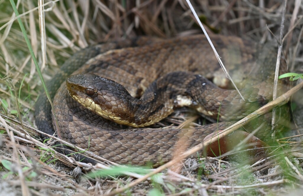 Northern Cottonmouth from Aransas County, TX, USA on November 6, 2023 ...