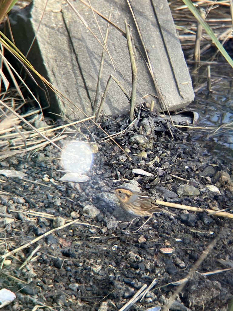 Nelson's Sparrow from Shell Pile, Wildwood, NJ, US on November 6, 2023 ...