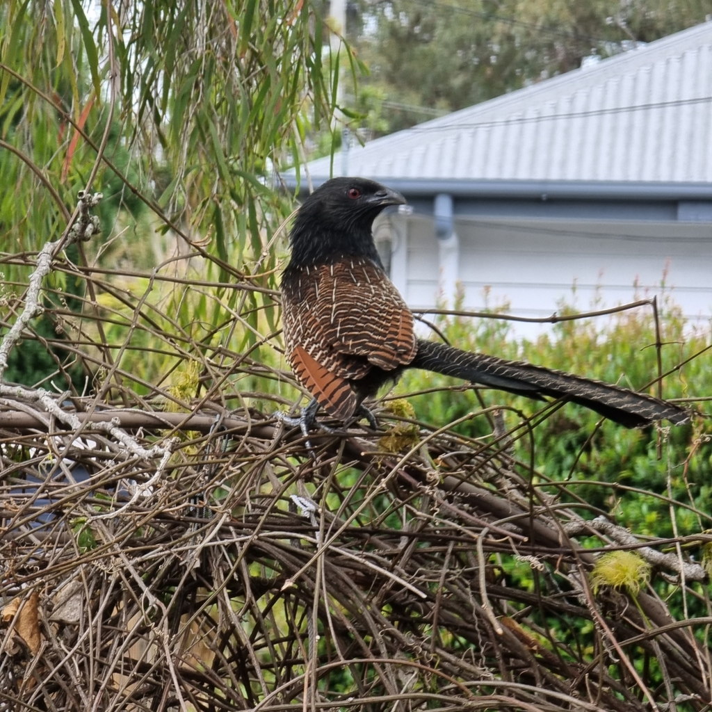 Pheasant Coucal from Lota QLD 4179, Australia on November 7, 2023 at 03 ...
