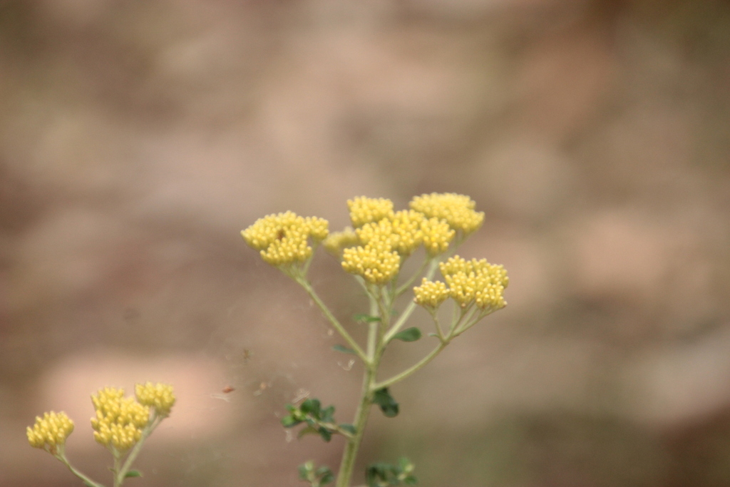Grey Everlasting from Ballarat VIC, Australia on October 31, 2023 at 04 ...