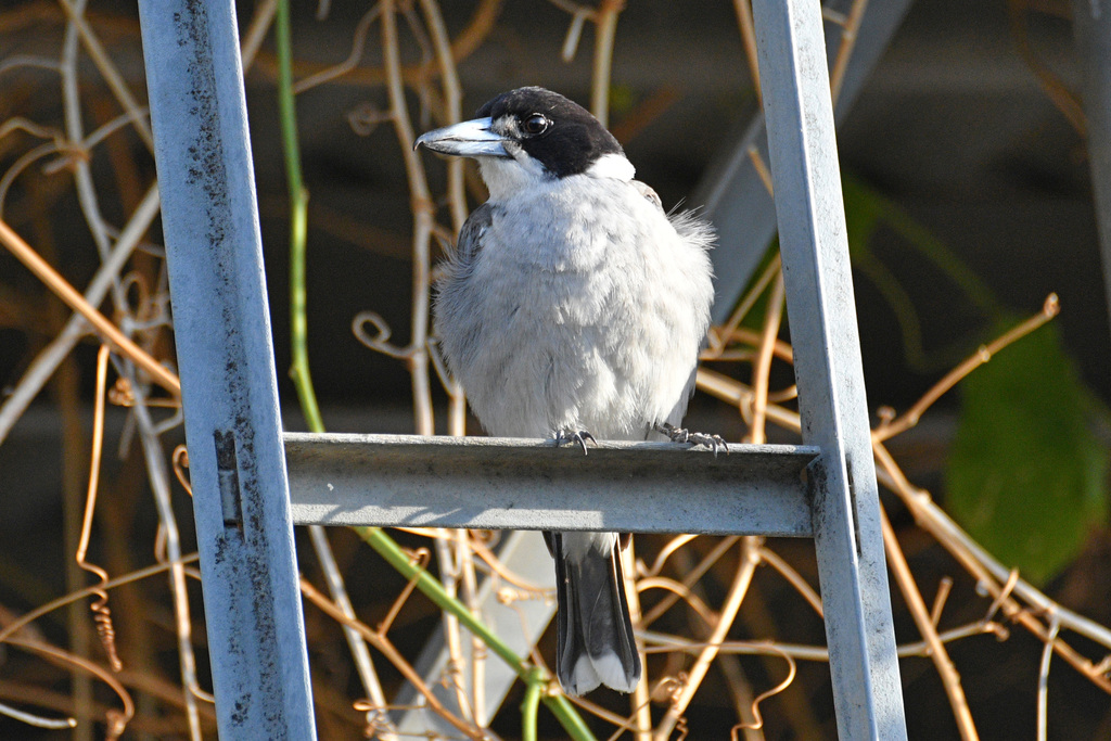 Grey Butcherbird from North Talwood QLD 4496, Australia on November 7 ...