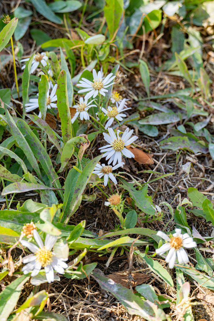 Aster hispidus from 中国山东省青岛市即墨区 on November 7, 2023 at 12:39 PM by ...