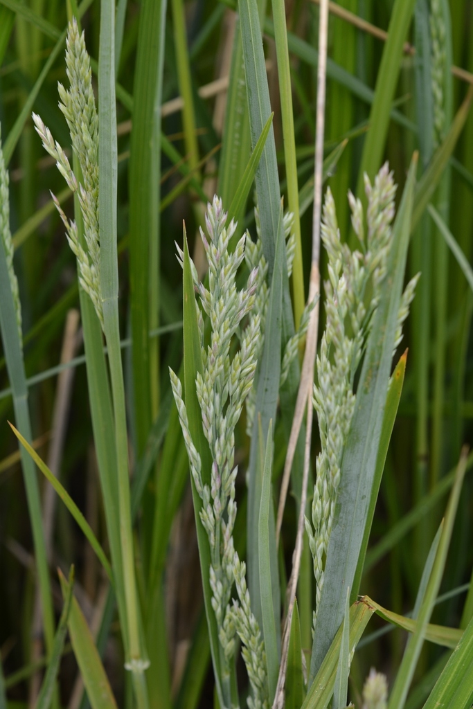 Large-flower Bluegrass (Poa eminens) - Botanical Realm
