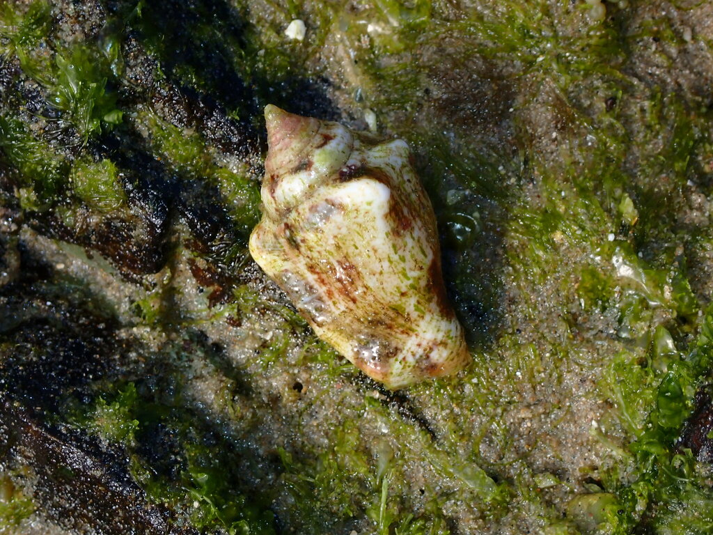 Variable Stromb from Coffs Harbour, NSW, Australia on November 7, 2023 ...