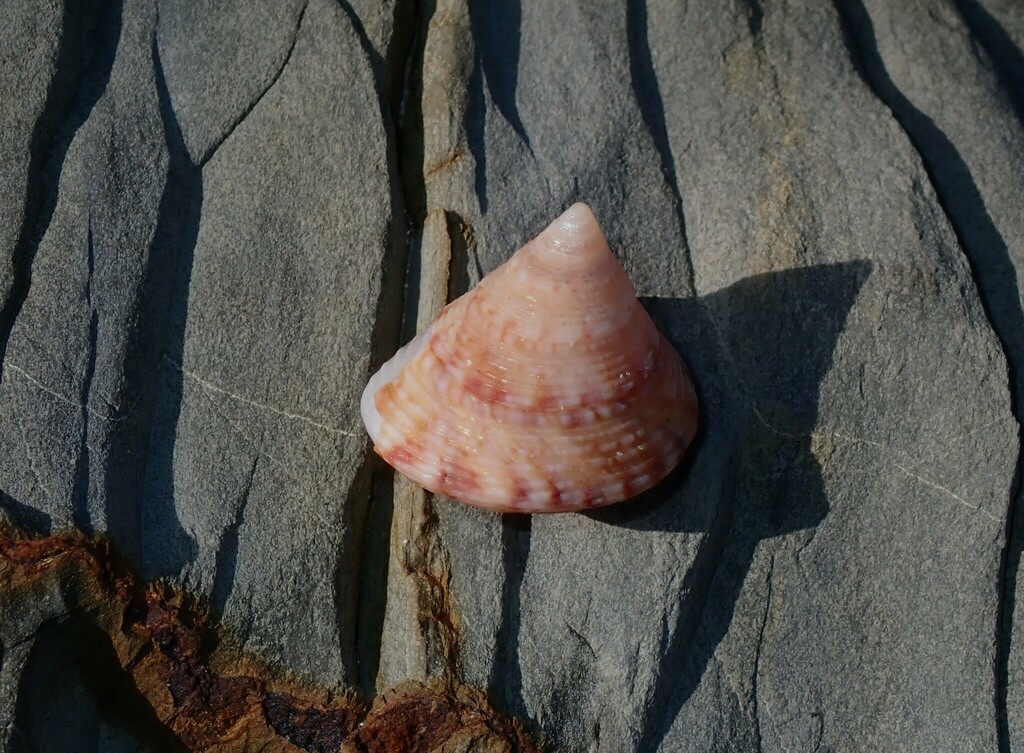Astele speciosa from Coffs Harbour, NSW, Australia on November 7, 2023 ...