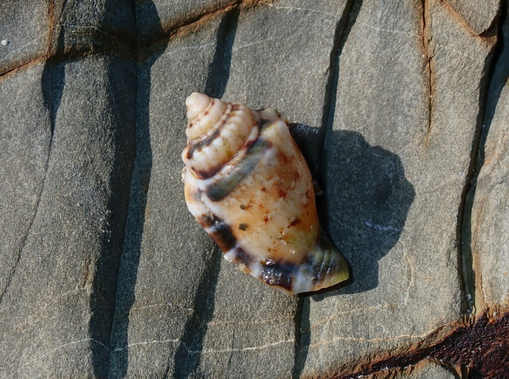 micro conch from Coffs Harbour, NSW, Australia on November 7, 2023 at ...