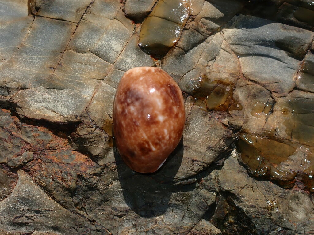 Bulla from Barcoongere NSW 2460, Australia on November 7, 2023 at 08:32 ...