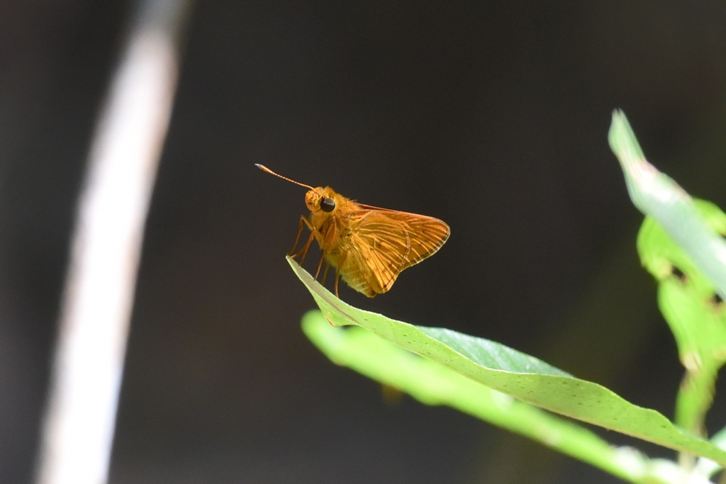 Bright-orange Darter from Iron Range QLD 4892, Australia on October 24 ...