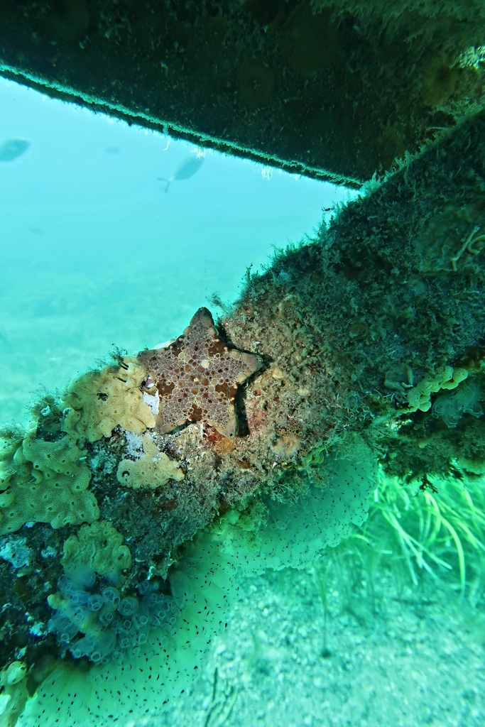Common Biscuit Star from Rapid Bay jetty on November 5, 2023 at 10:53 ...