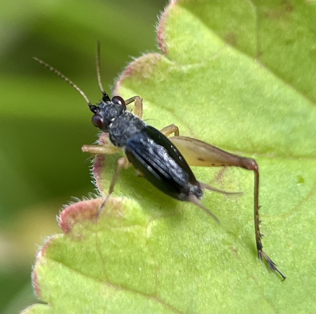 Winged and Once-winged Insects from Boundary Tk E, Frankston South, VIC ...