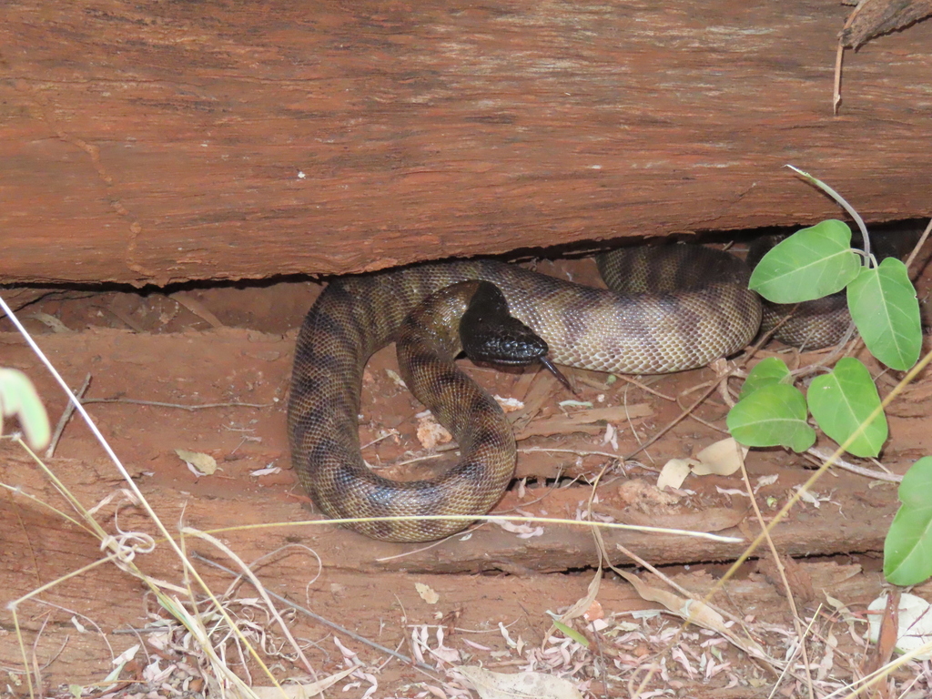 Black-headed Python from Greenvale QLD 4816, Australia on May 31, 2023 ...