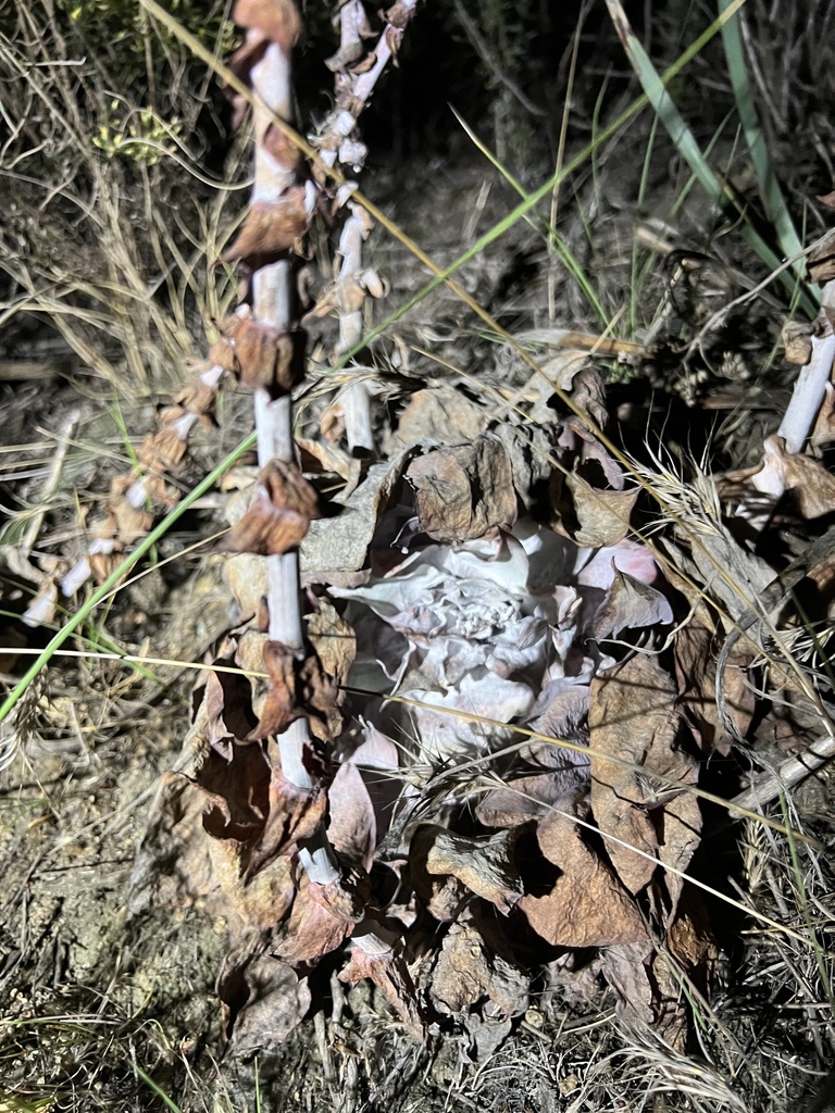 Chalk Dudleya from Skyline Truck Trail, Jamul, CA, US on November 4 ...