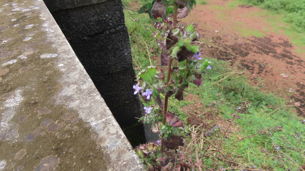 Wide Spikenard from Chengalam, Chengalam South, Kerala, India on ...