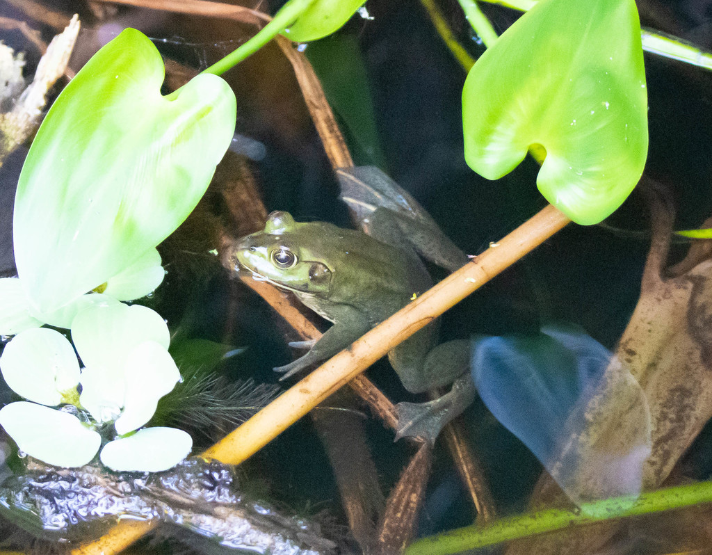 Pig Frog from Collier, Florida, United States on March 23, 2019 at 11: ...