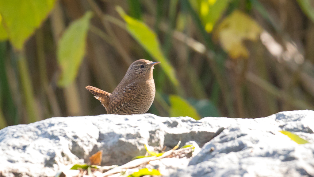 Eurasian Wren from 中国北京市海淀区 on November 7, 2023 at 12:38 PM by ...