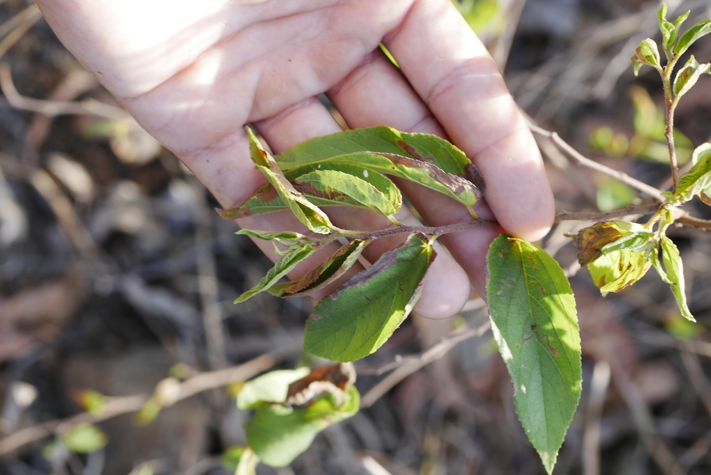 Nettle Tree from Burdekin, Queensland, Australia on November 2, 2023 at ...