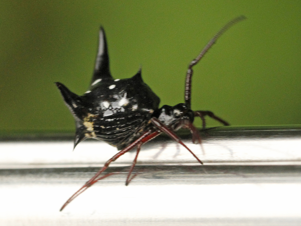 Micrathena raimondi from Km 62 Ruta Antigua Nono, Tandayapa 170104 ...