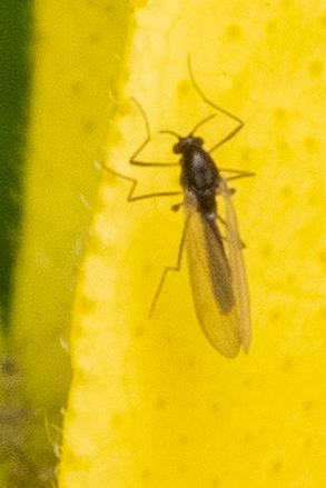 Winter Midges in November 2023 by Alan Yoshioka · iNaturalist