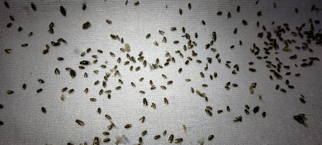 Micronecta from Junagadh, Gujarat, India on November 5, 2023 at 08:38 ...