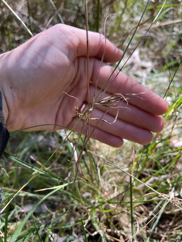 Kangaroo Grass from Red Hill Ward, Merricks North, VIC, AU on September ...