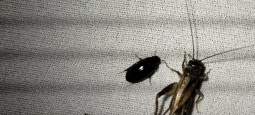 Beetles from Asundrali, Gujarat, India on November 5, 2023 at 10:51 PM ...