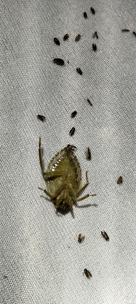 Diplonychus from Asundrali, Gujarat, India on November 5, 2023 at 10:53 ...